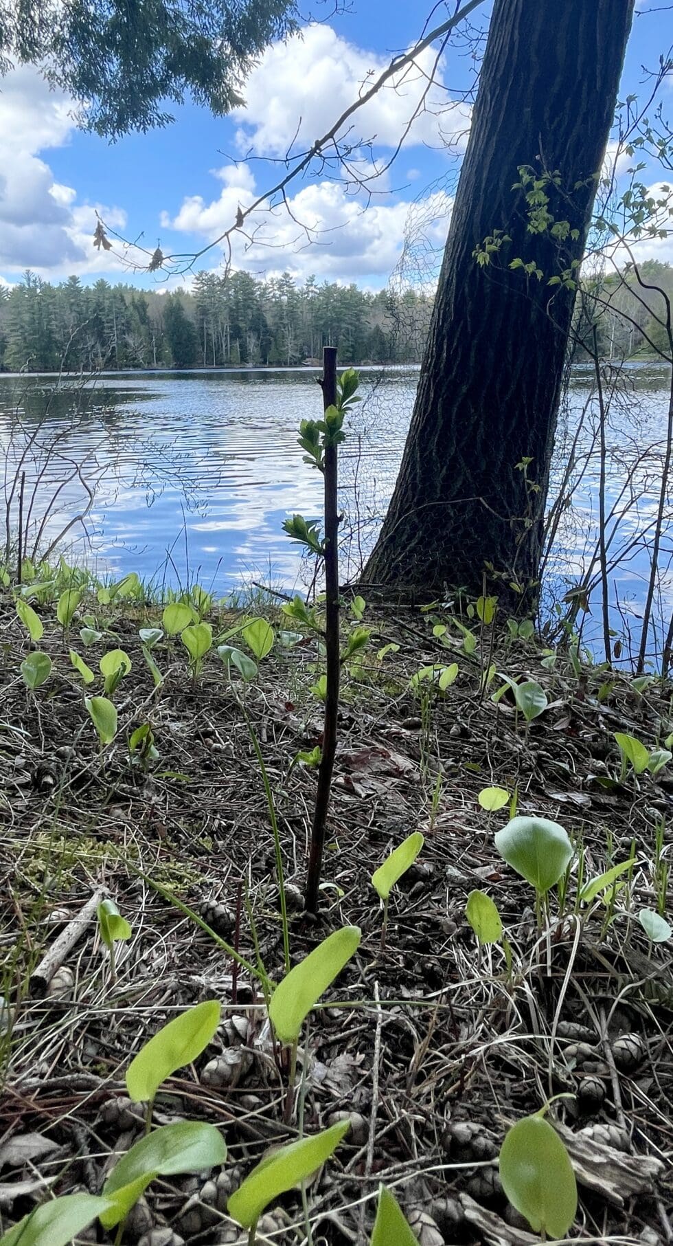 Live Stakes | 30 Mile River Watershed Association